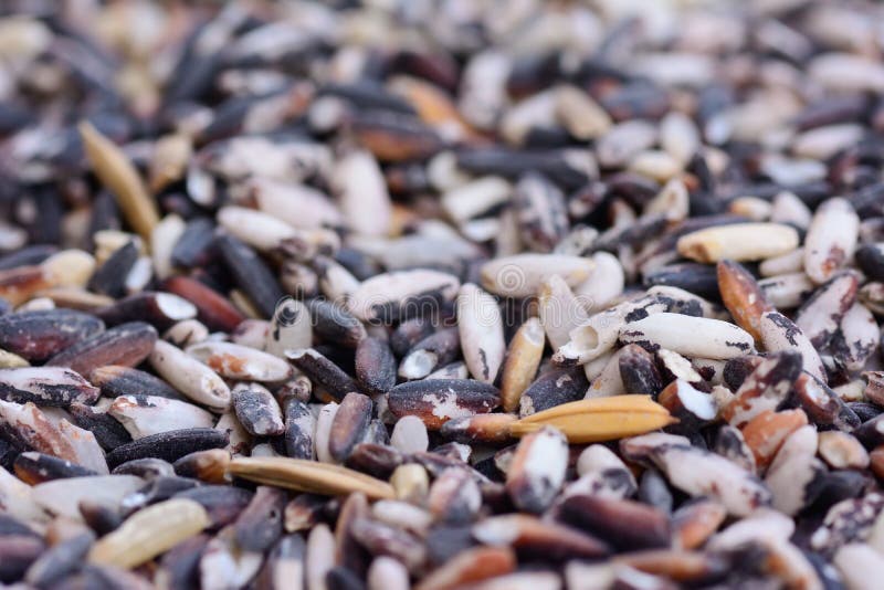 Closeup of Low Quality Berry Rice Stock Image - Image of antioxidant ...