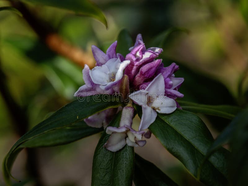 Closeup of a Lower Cluster of Daphne Bholua Jacqueline Postill in a ...