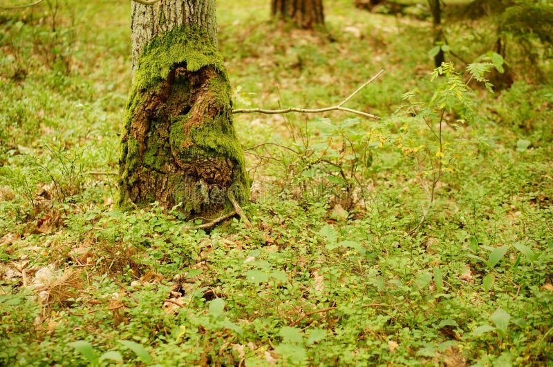 Closeup of the Lower Part of the Trunk of a Tree in the Woods Stock ...