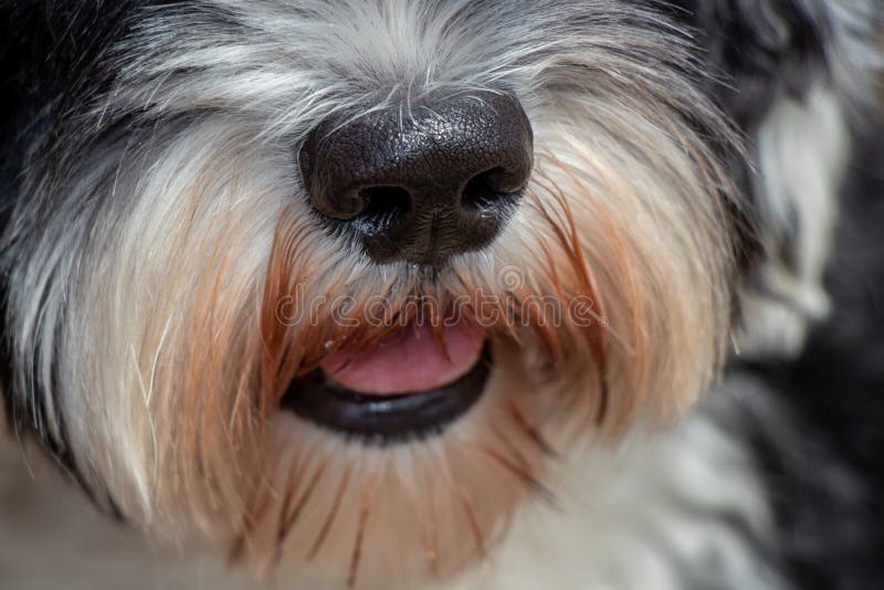 Closeup of Dog Face and Nose Stock Image - Image of breed, closeup ...