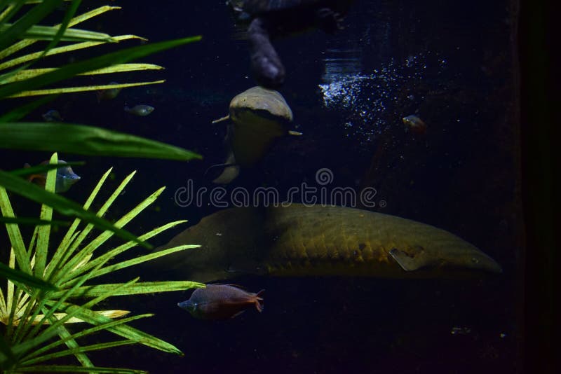 Closeup of Lungfish Swimming in an Aquarium Stock Photo - Image of swim ...