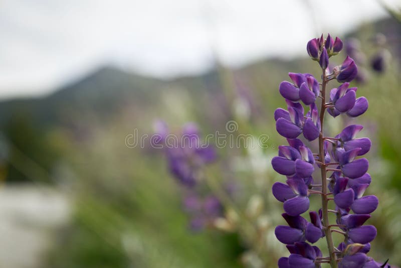 Closeup of a Lupinus Formosus Flower in the Field. Stock Photo - Image ...