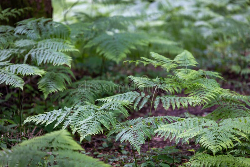 Closeup of Lush Green Fern Tree Bushes Stock Photo - Image of flora ...