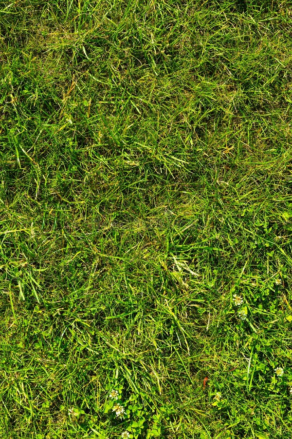 Close-up of Lush Green Grass Growing on Ground Stock Photo - Image of ...