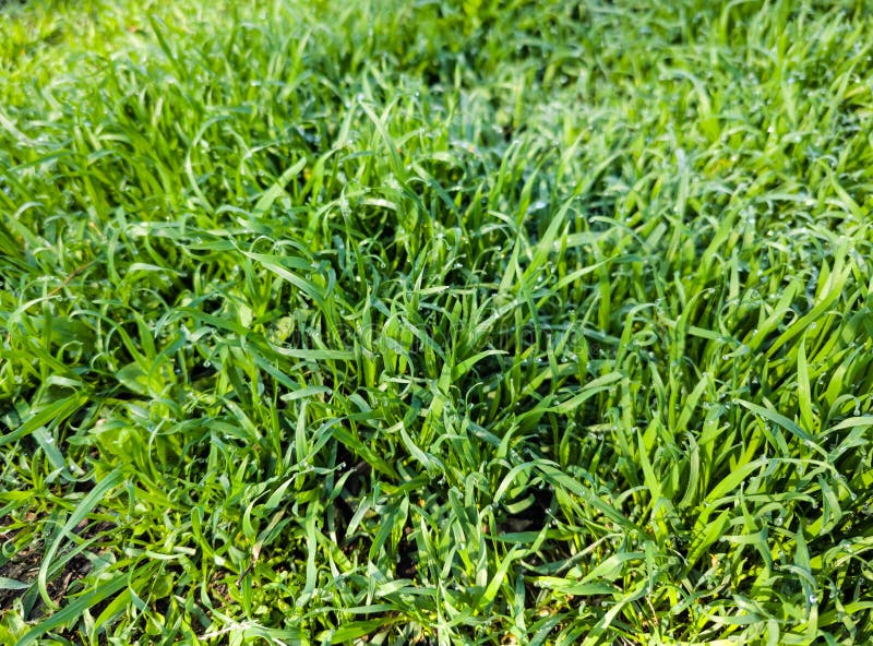 Lush Uncut Green Grass in Soft Evening Light. Perfect Fresh Lawn on ...