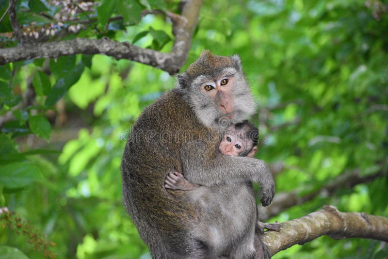 209 Monkey Hugging Tree Stock Photos - Free & Royalty-Free Stock Photos ...