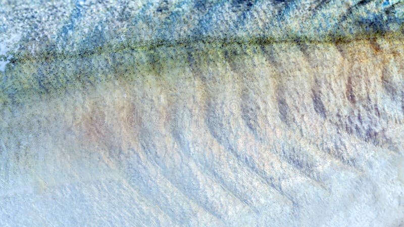Closeup of Mackerel Skin Textured. Stock Photo - Image of texture ...