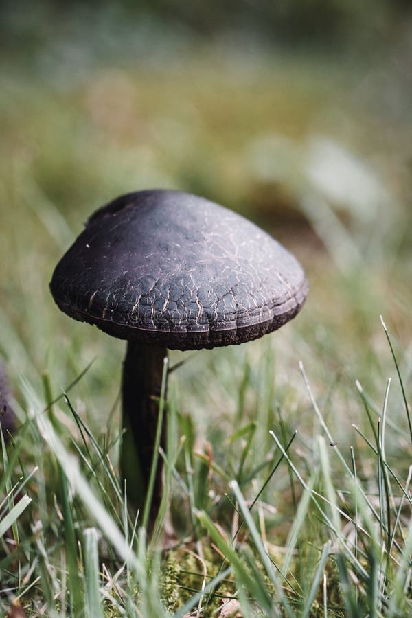Closeup or Macro of a Black Mushroom in Grass Stock Image - Image of ...