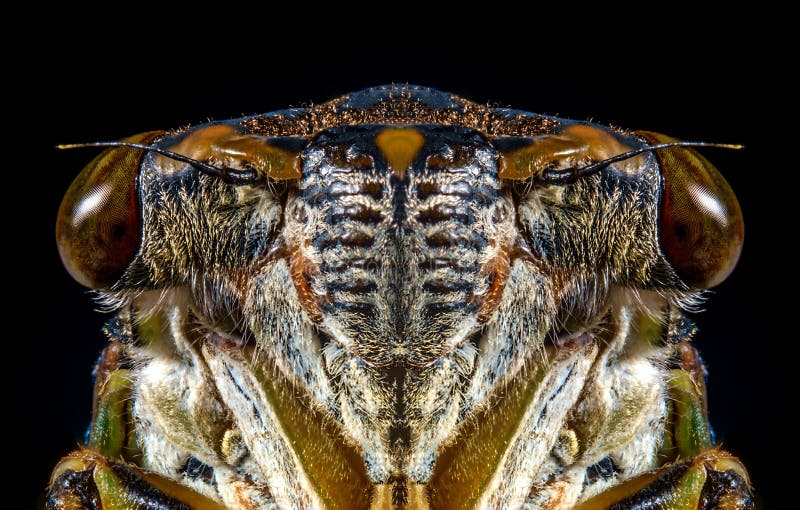 Cicada Locust Molting Closeup Stock Photo - Image of molting, cicada ...