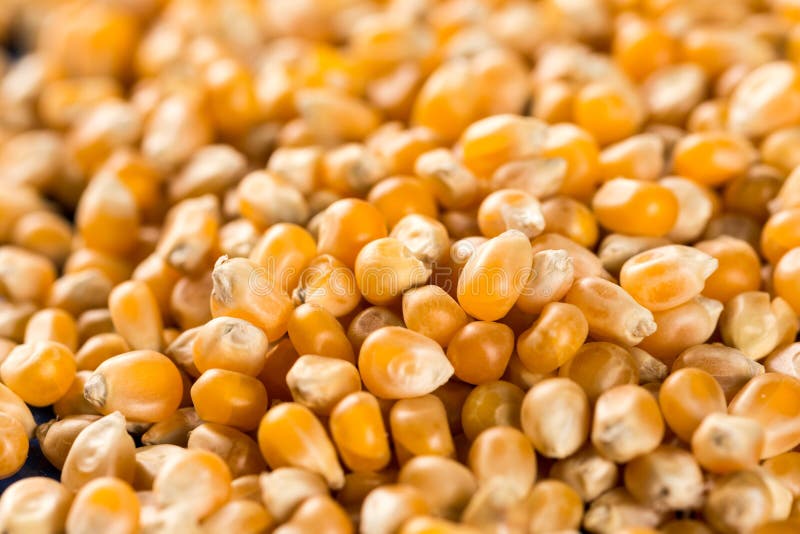 Closeup Macro Flat Lay Above Raw Popcorn for Advertising Stock Photo ...