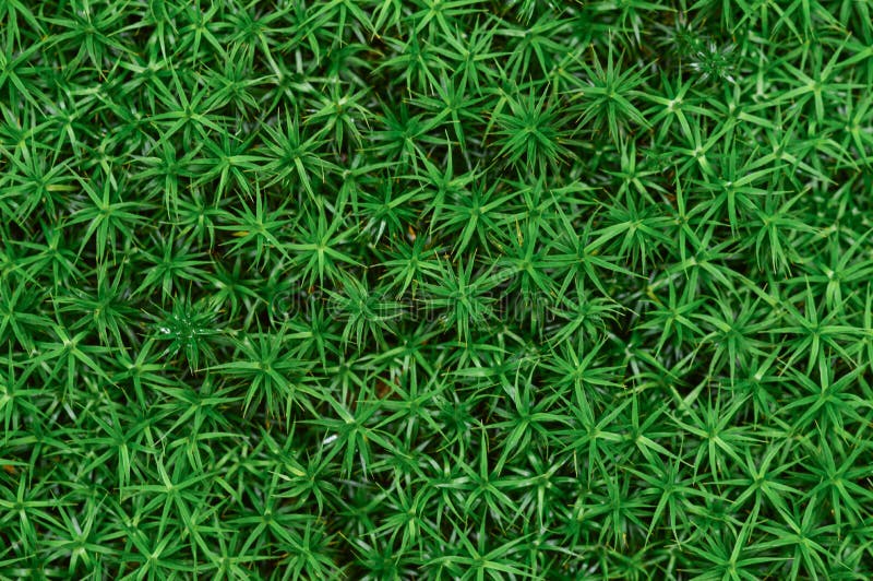 Closeup or Macro of Green Moss in Forest or Woods Stock Photo - Image ...