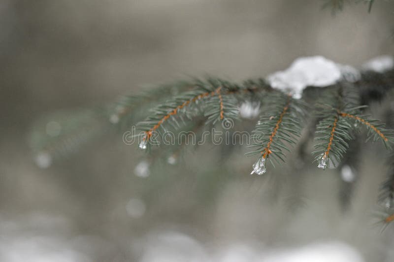 Closeup Macro of Ice on Pine Tree Stock Photo - Image of frost, frozen ...