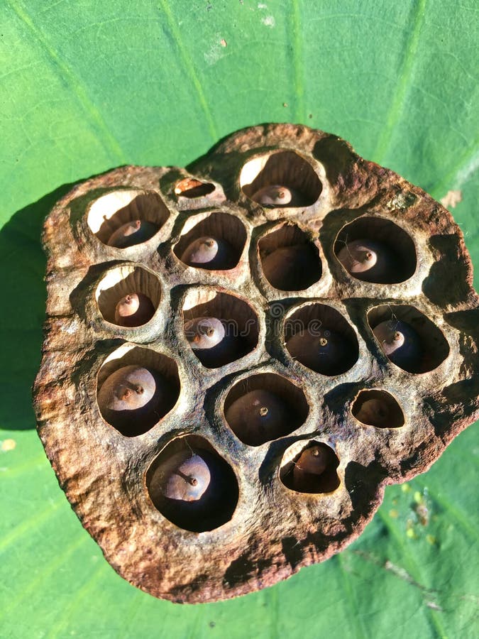 Closeup on water lily pod. stock photo. Image of single - 16343714