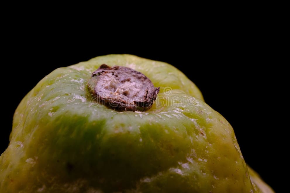 Closeup Macro of Lemon Stem Scar Textures Stock Photo - Image of ...