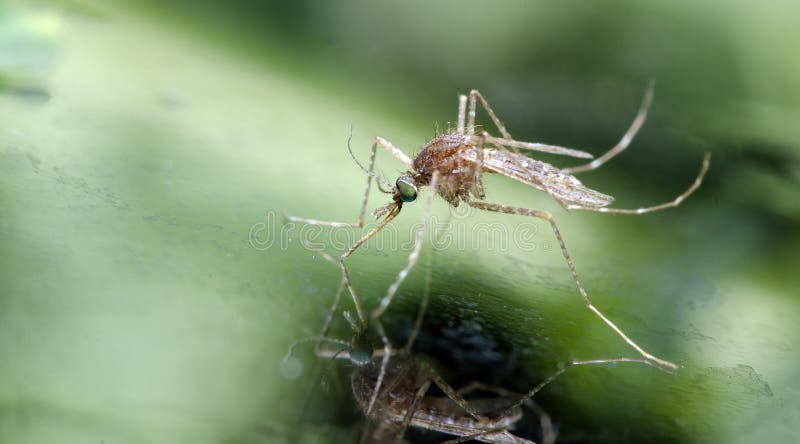 Closeup or Macro of Mosquito Stock Photo - Image of epidemic, detail ...