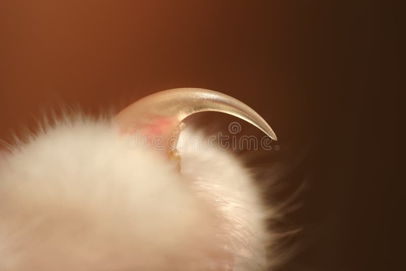 Closeup or Macro Photo of Long and Sharp Cat Claw Stock Image - Image ...