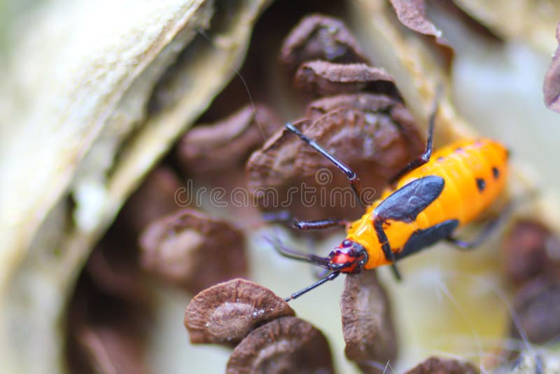 Bugs on a plants stock photo. Image of beetle, tree - 181582316 Bugs on a plants stock photo. Image of beetle, tree - 181582316