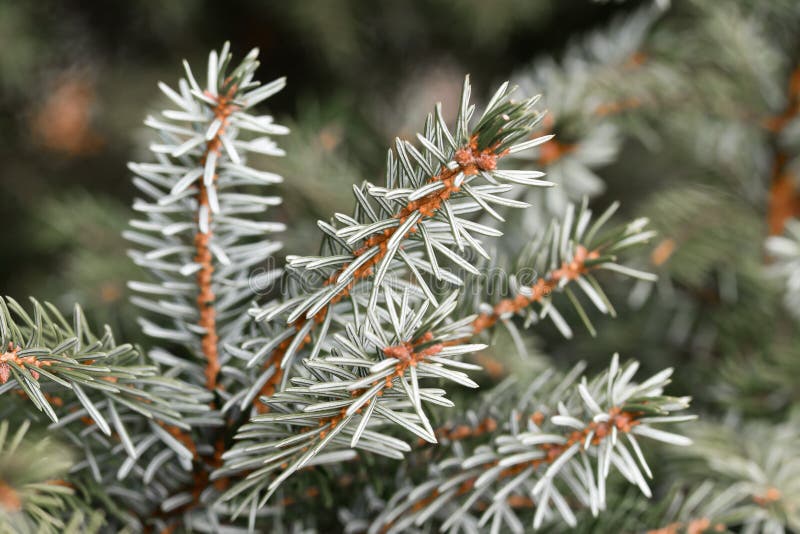 Macro of Pine Tree stock image. Image of horizontal, plants - 5699185