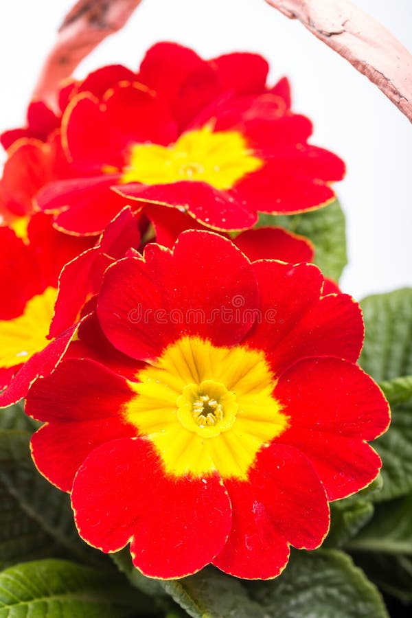Closeup Macro Red Yellow Primrose Flowers Stock Photo - Image of head ...