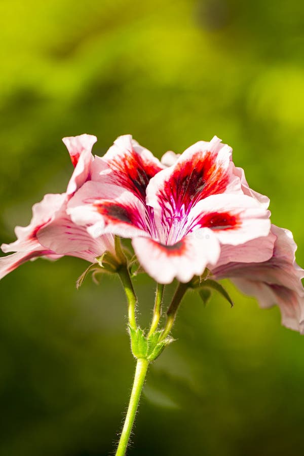 Exotica Sort Stock Photos - Free & Royalty-Free Stock Photos from ...