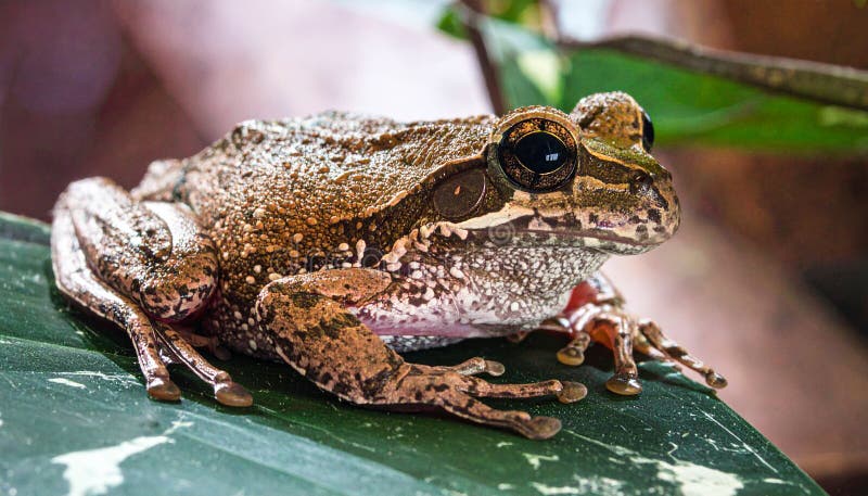 Closeup Macro Shot of a Tree Frog Resting on a Green Leaf, Sharp Focus ...