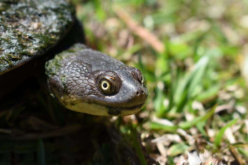 Turtle face closeup stock image. Image of scales, nose - 102305465