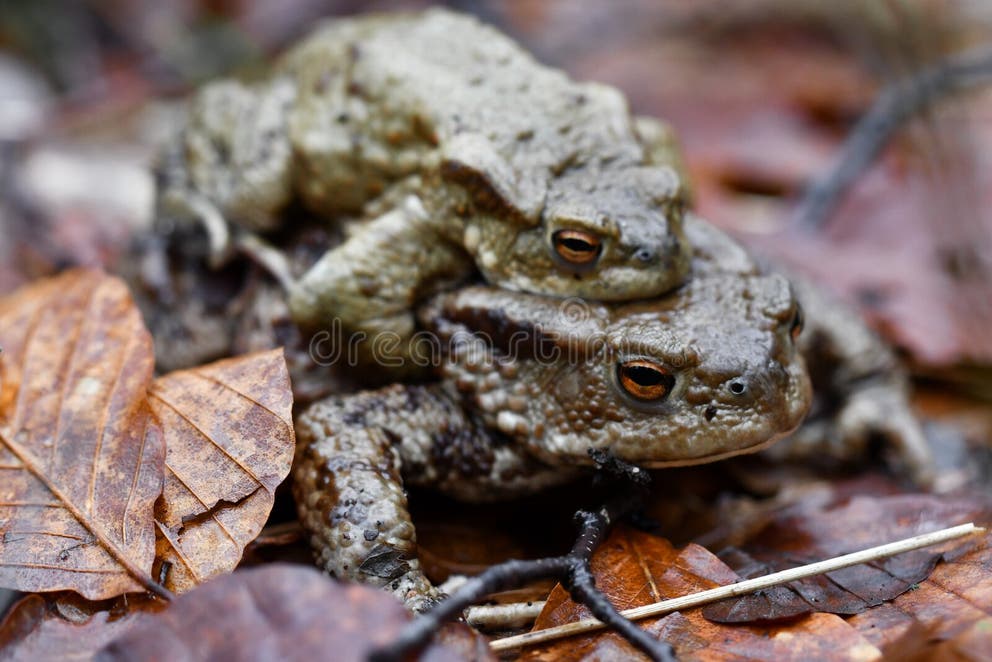 Closeup Macro of Two Toads or Frogs Mating Stock Image - Image of ...