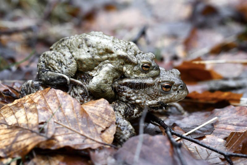 Closeup Macro of Two Toads or Frogs Mating Stock Image - Image of macro ...
