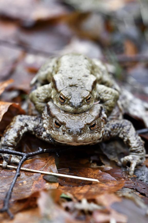 Closeup Macro of Two Toads or Frogs Mating Stock Photo - Image of ...