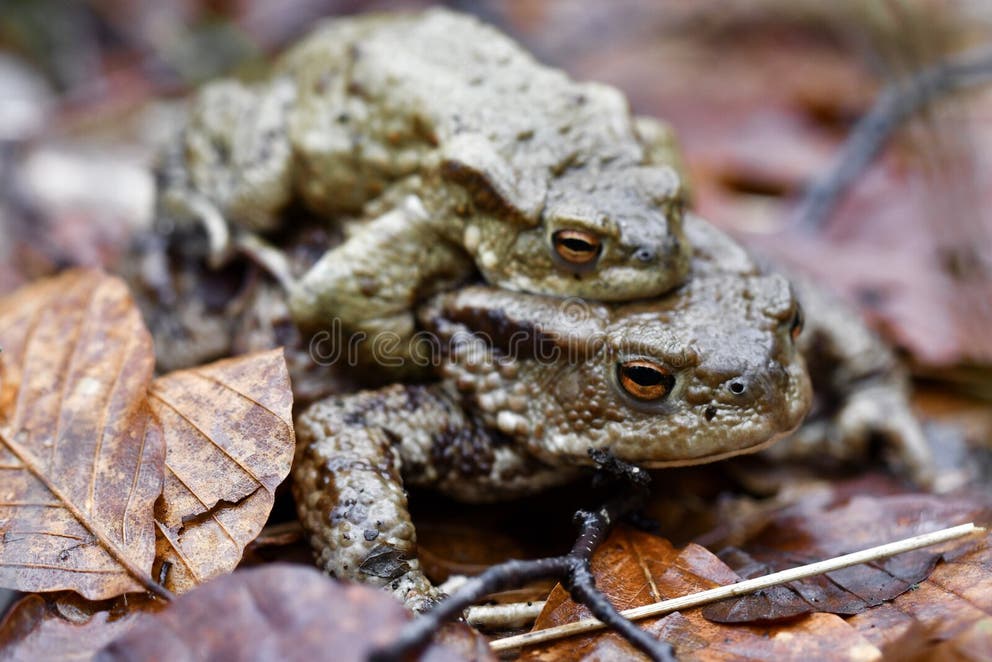 Closeup Macro of Two Toads or Frogs Mating Stock Image - Image of lake ...
