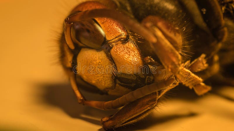 Dead wasp stock image. Image of details, close, isolated - 215717