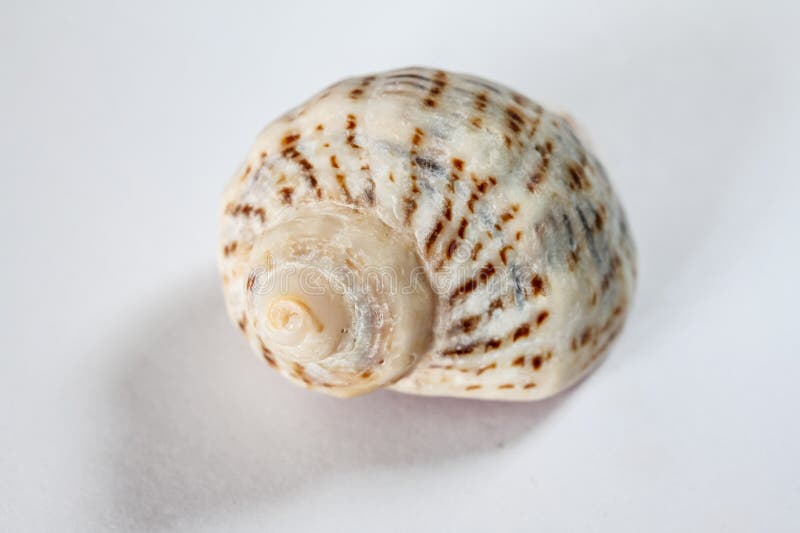Closeup Macro View of a Seashell Stock Image - Image of exotic ...