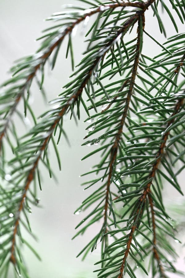 Closeup Macro of Water Drops on Fir Tree Stock Photo - Image of flora ...