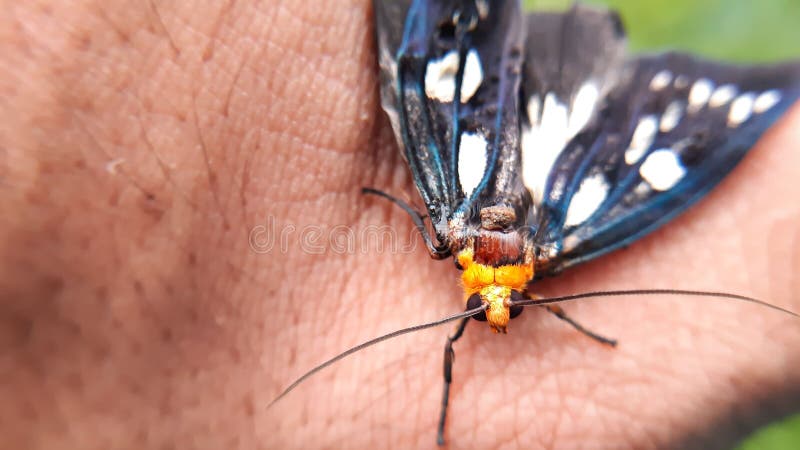 Closeup of a Macrobrochis Gigas Moth on a Hand Stock Image - Image of ...