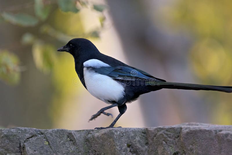 Closeup of Magpie Bird Walking on a Wall Against Blur Background Stock ...