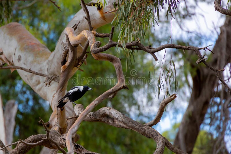 Closeup of a Magpie Perched on a Gum Tree Stock Photo - Image of plant ...