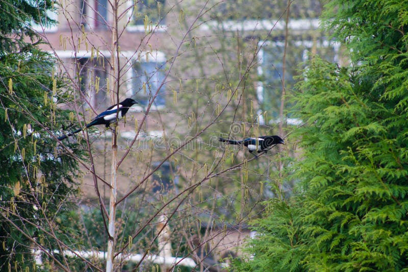 Closeup of Magpies Sitting on Tree Branches Stock Photo - Image of park ...