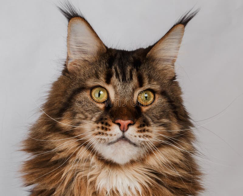 Closeup Maine Coon Cat Chin Isolated on Black Background Stock Photo ...