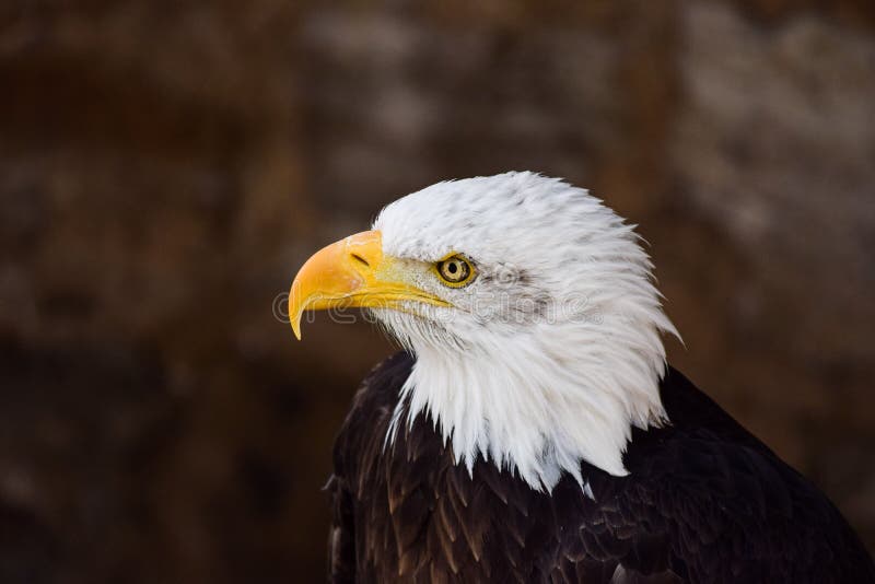 Closeup of a Majestic Bald Eagle Head Stock Photo - Image of white ...