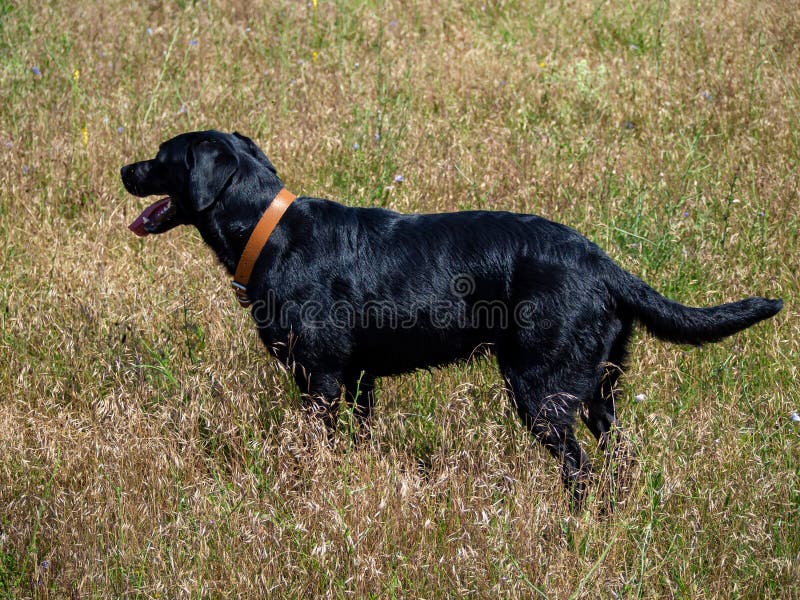 Closeup of the Majorca Shepherd Dog in the Meadow. Stock Photo - Image ...