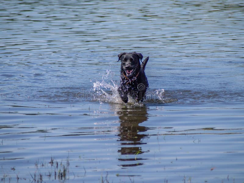 Closeup of the Majorca Shepherd Dog Playing in the Lake. Stock Image ...