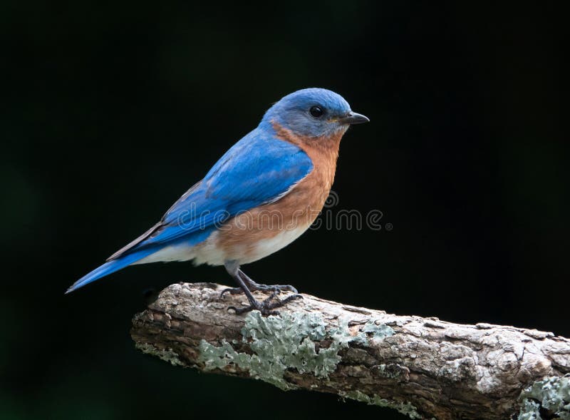 Closeup of a Male Eastern Bluebird Stock Image - Image of isolated ...