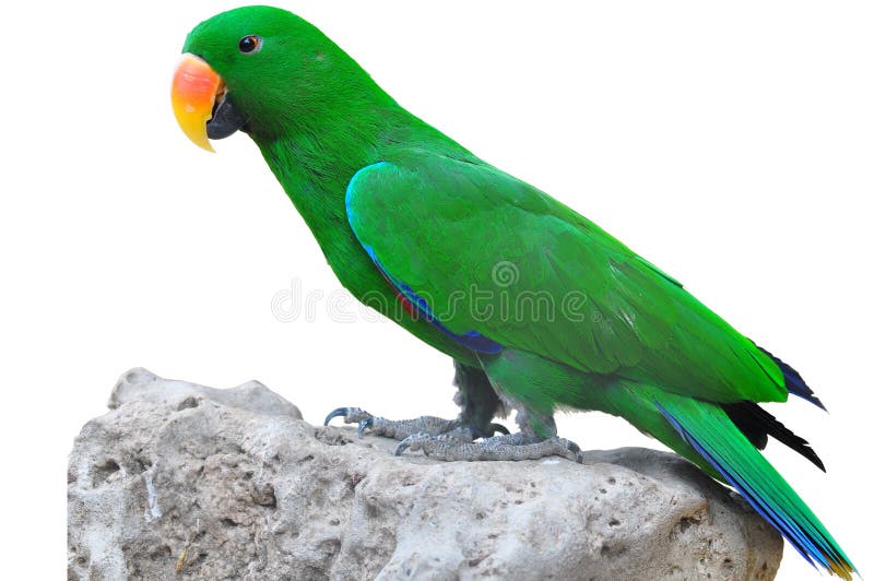 Closeup Male eclectus stock photo. Image of perch, isolated - 23698614