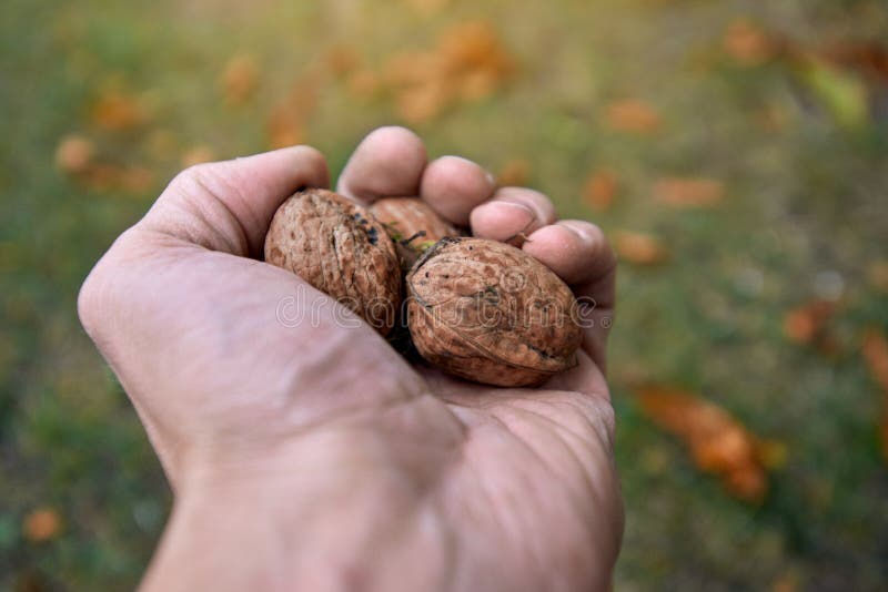 Walnuts on male hand stock photo. Image of nature, ground - 115553494