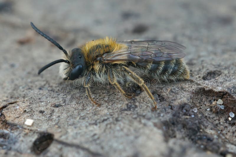 Closeup of a Male of the Heather Mining Bee , Andrena Fuscipes Stock ...