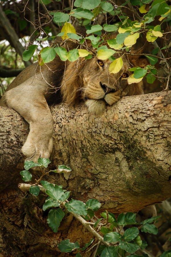 Closeup of Male Lion on a Tree Stock Photo - Image of detailed ...