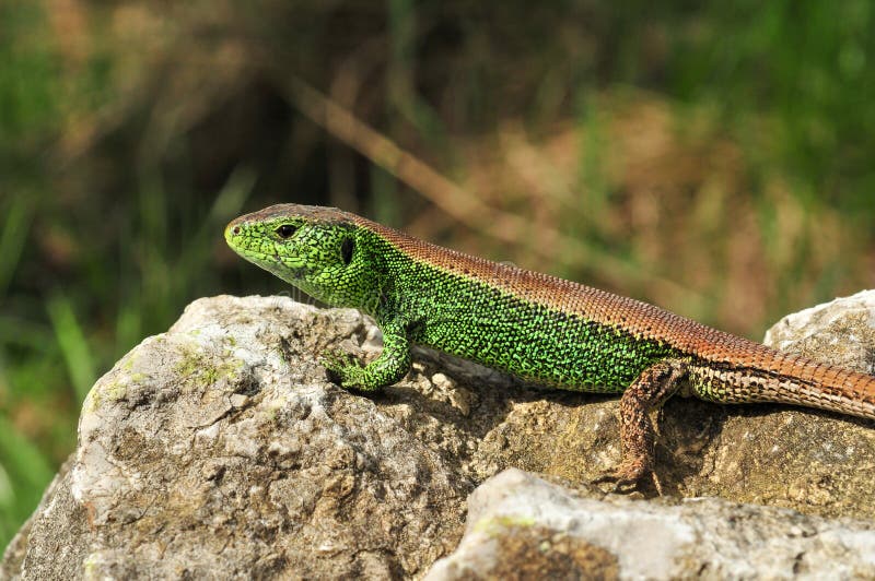 Closeup of a Male Sand Lizard, Lacerta Agilis on a Stone. Stock Image ...