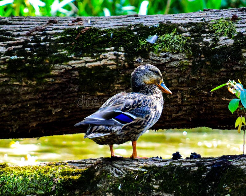 Closeup of a Mallard, Wild Duck Standing at a River Bank Stock Image ...