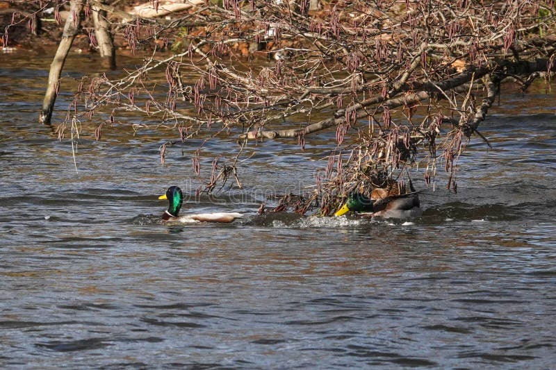 Closeup of Mallards (Anas Platyrhynchos) Wading in a Lake Stock Photo ...