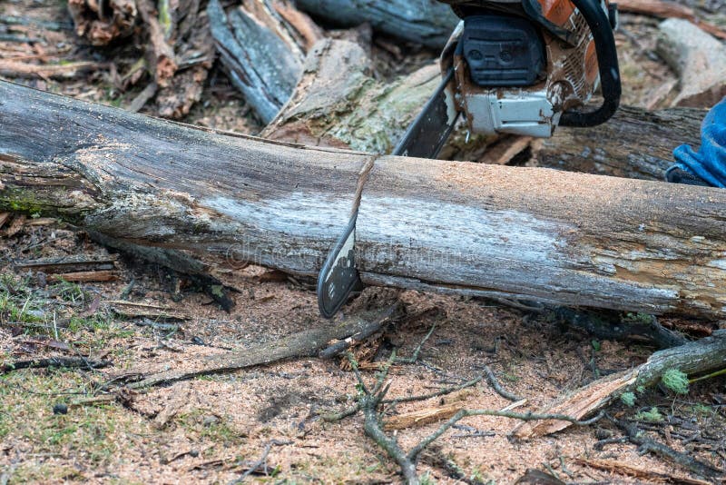 Closeup of Man with Chainsaw Sawing Tree in Half Stock Image - Image of ...
